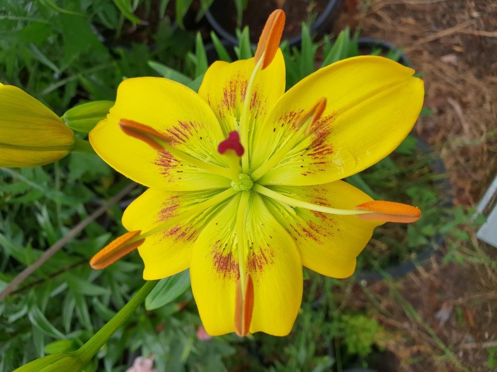 Lilies: Plant Care and Collection of Varieties - Garden.org