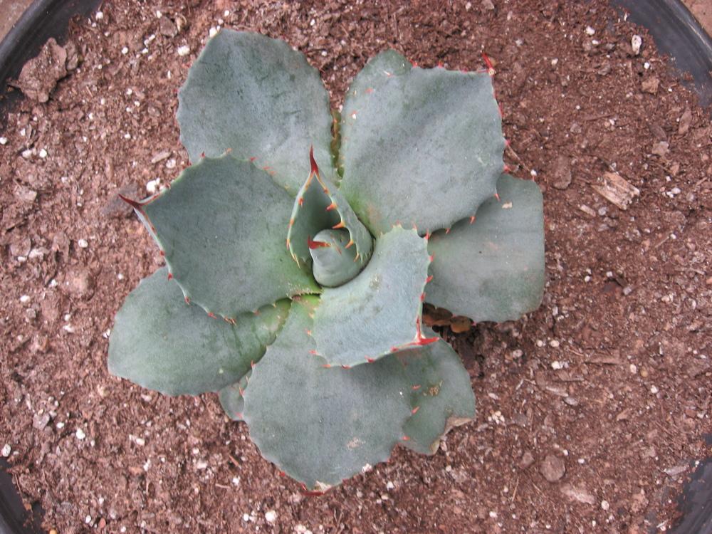 Parry's Agave (Agave parryi 'J.C. Raulston') in the Agaves Database ...