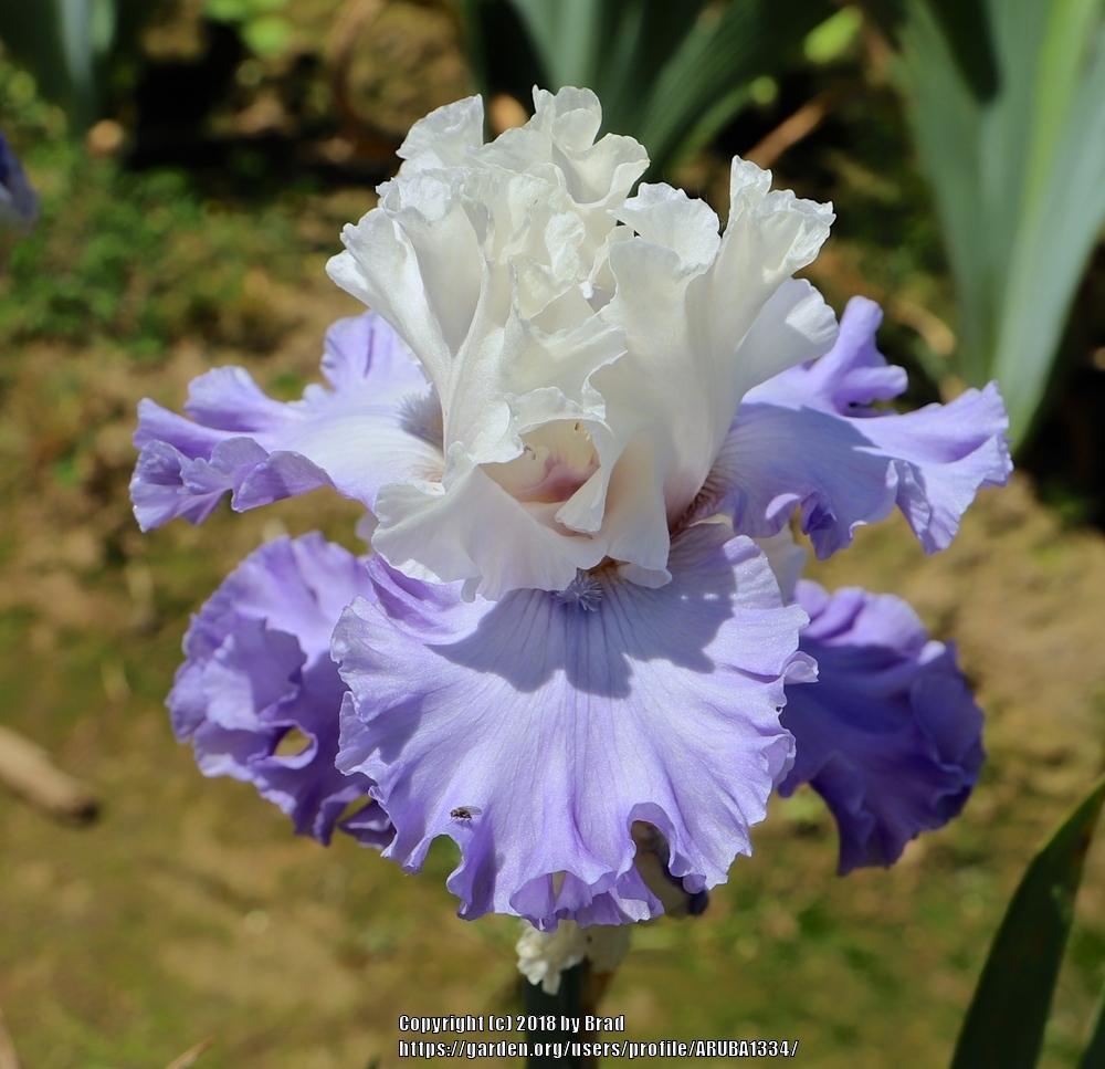 Photo of the bloom of Tall Bearded Iris (Iris 'Chloe with Class ...