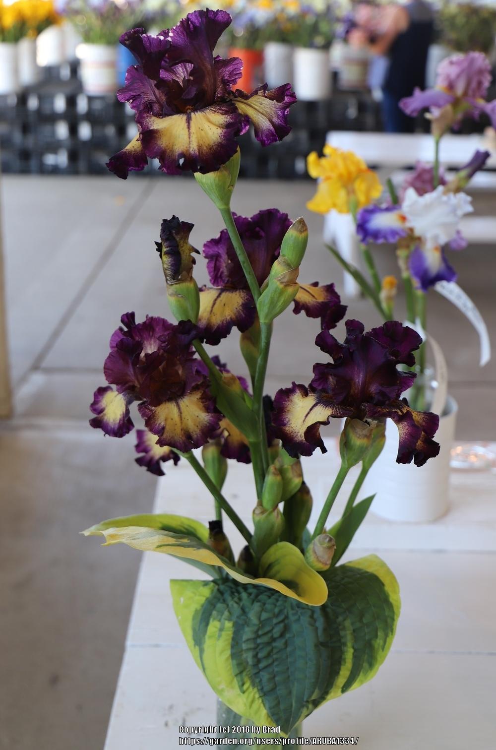 Photo of the bloom of Tall Bearded Iris (Iris 'Blood Moon') posted by ...