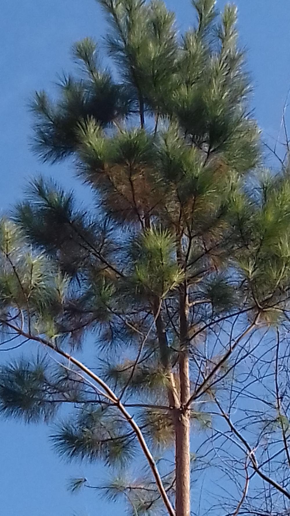 Please help identify two trees: short and tall in the Plant ID forum ...