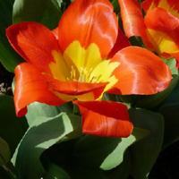 Fosteriana Tulip (Tulipa 'Oracle') in the Tulips Database - Garden.org