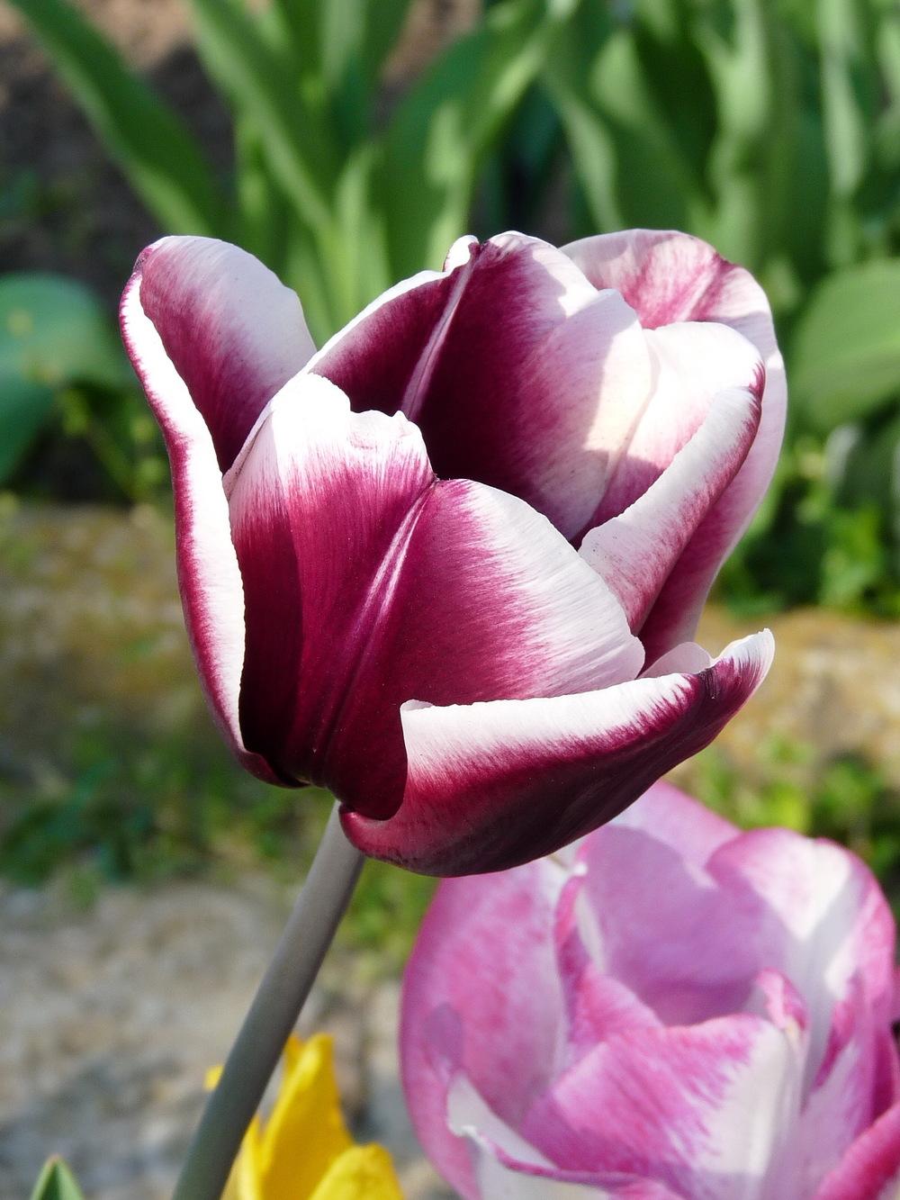 Triumph Tulip (Tulipa 'Alexander Pushkin') in the Tulips Database ...