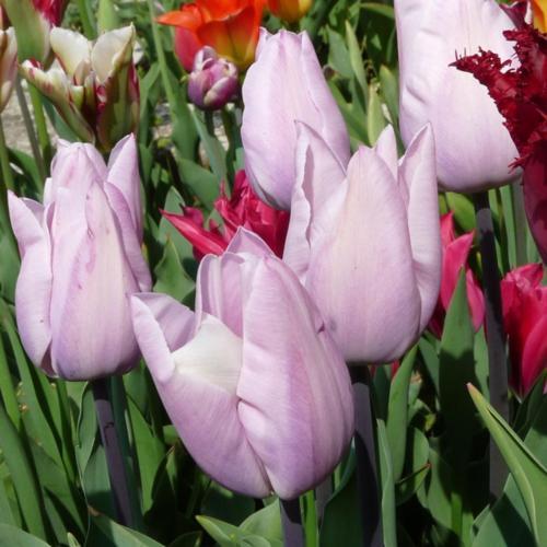 Triumph Tulip (Tulipa 'Silver Cloud') in the Tulips Database - Garden.org