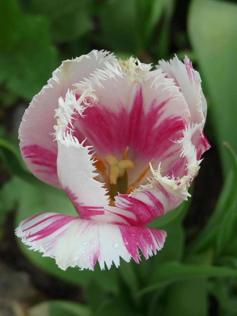 Fringed Tulip (Tulipa 'Carrousel') in the Tulips Database - Garden.org