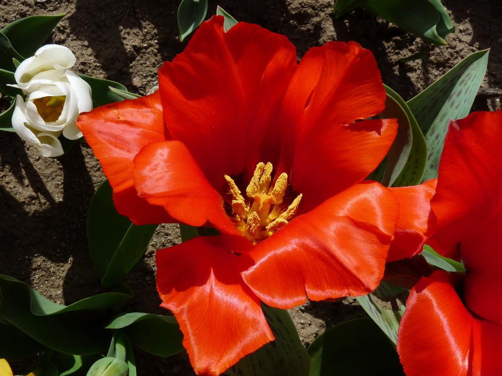 Greigii Tulip (Tulipa 'Princesse Charmante') in the Tulips Database ...