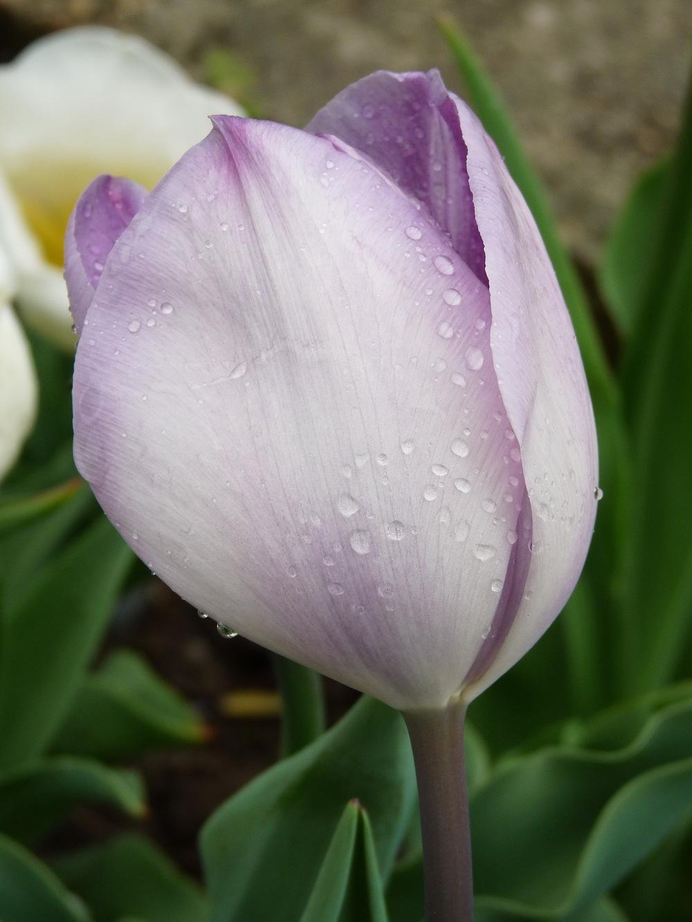 Triumph Tulip (Tulipa 'Jacuzzi') in the Tulips Database - Garden.org