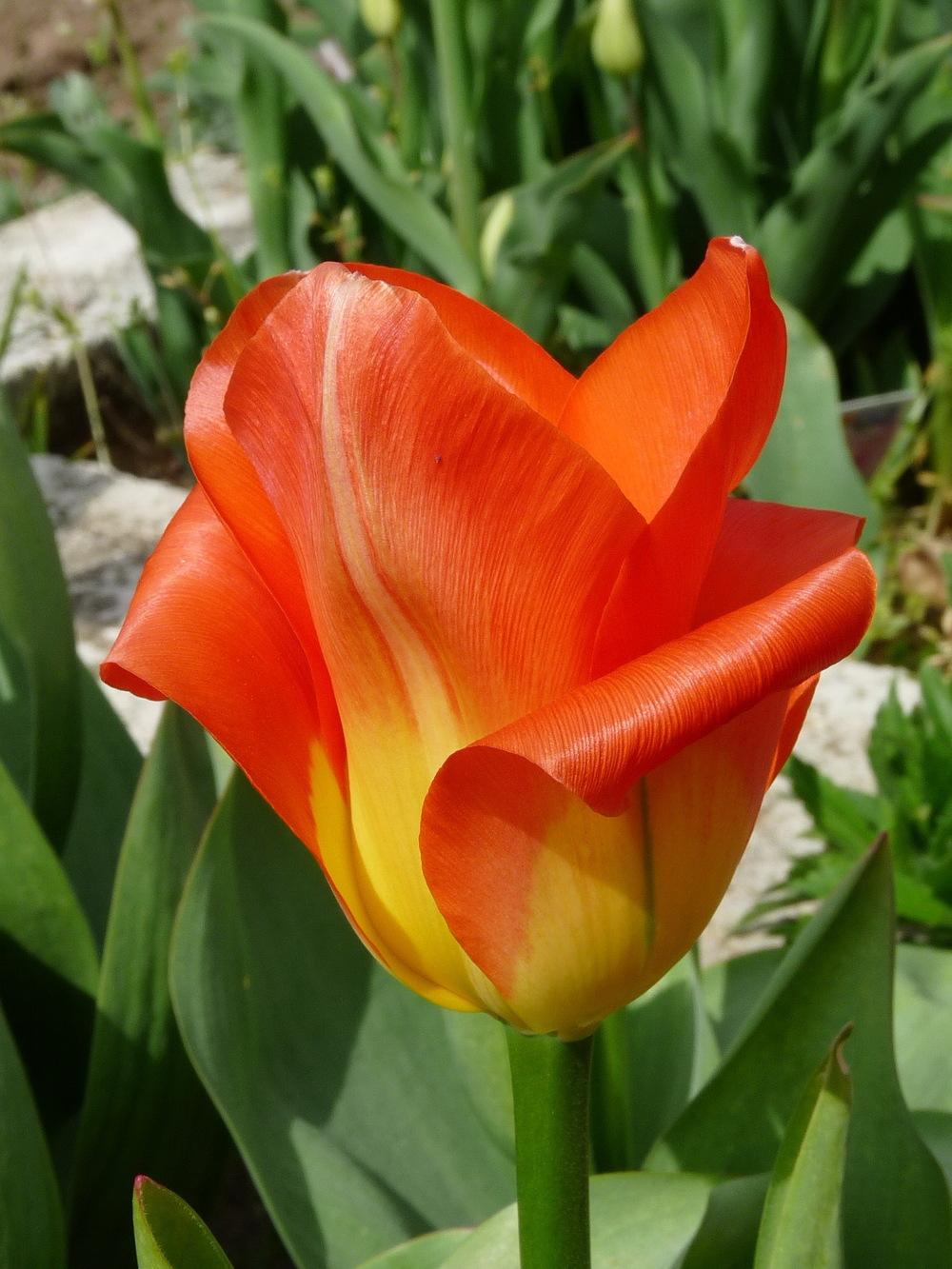 Photo of the bloom of Fosteriana Tulip (Tulipa 'Oracle') posted by ...
