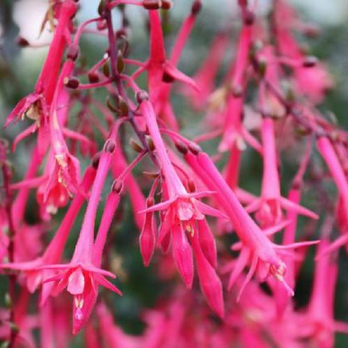 Lady's Eardrops (Fuchsia 'Eruption') in the Fuchsias Database - Garden.org