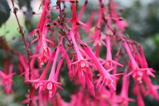 Lady's Eardrops (Fuchsia 'Eruption') in the Fuchsias Database - Garden.org