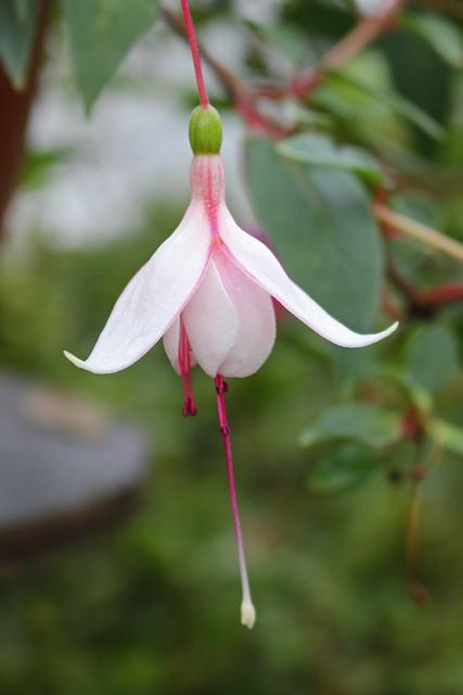 Fuchsia 'Harry Gray' in the Fuchsias Database - Garden.org