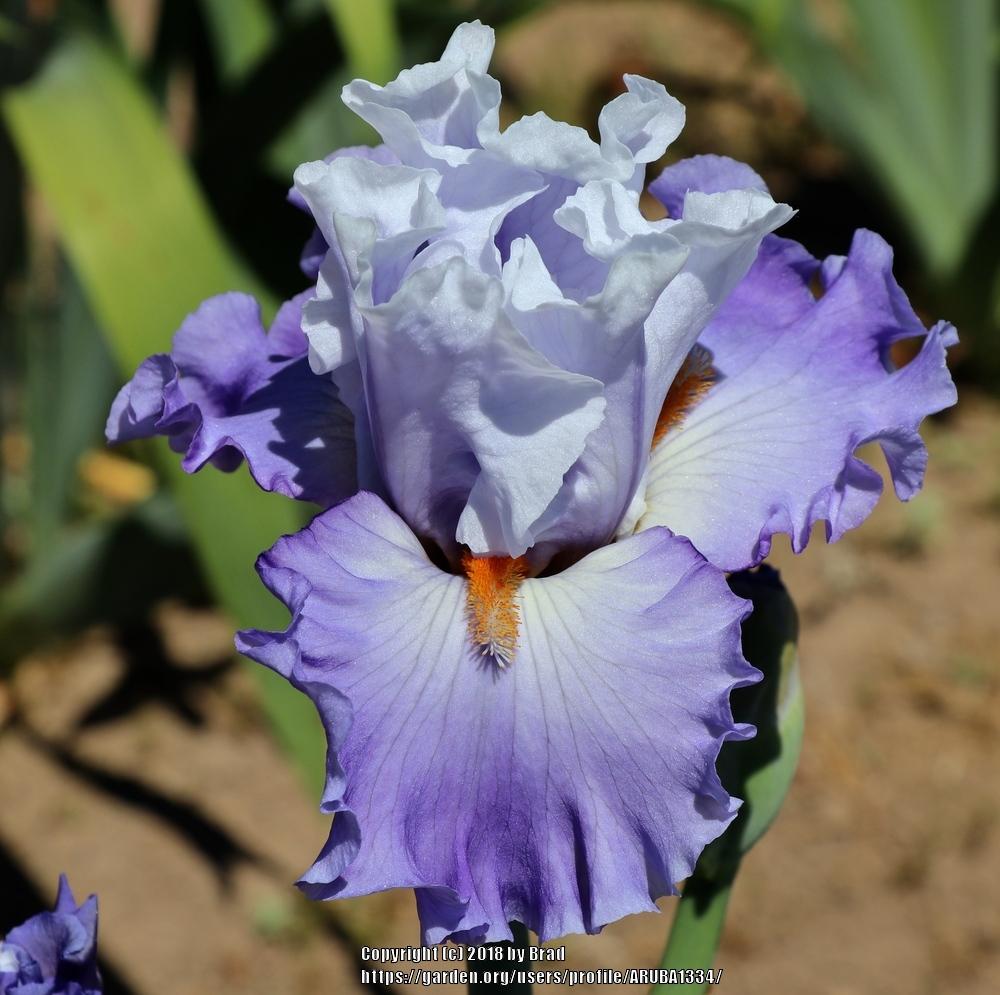Tall Bearded Iris (Iris 'Rainbow Road') in the Irises Database - Garden.org