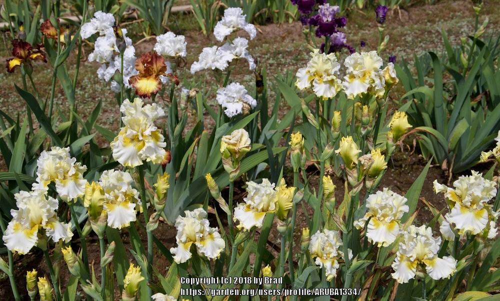 Photo of the bloom of Tall Bearded Iris (Iris 'Irish Jester') posted by ...