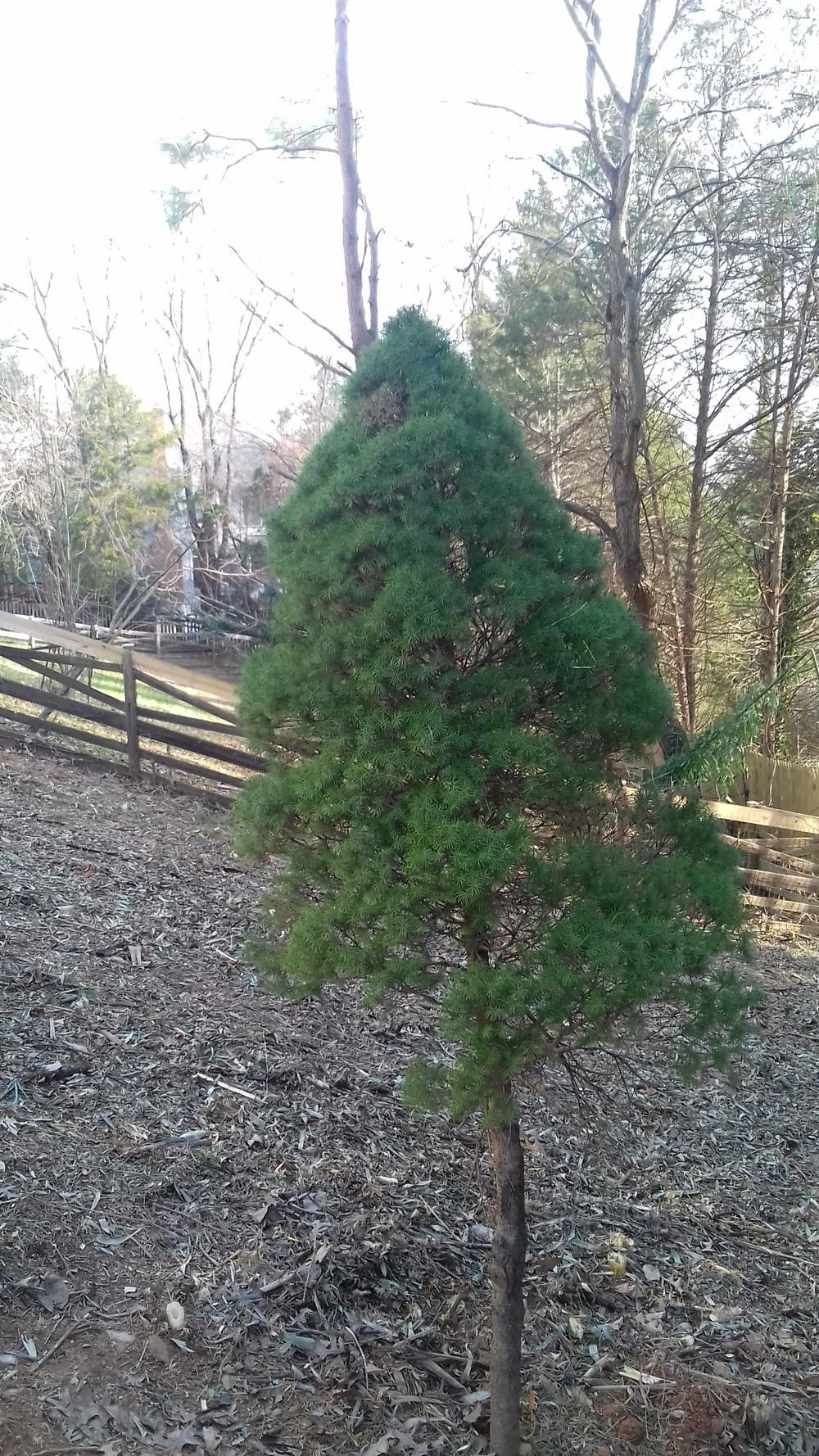 Please help identify two trees: short and tall in the Plant ID forum ...