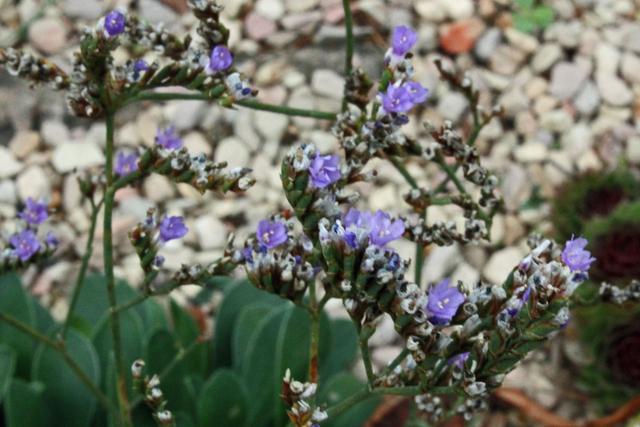 Siberian Statice (Limonium gmelinii) - Garden.org
