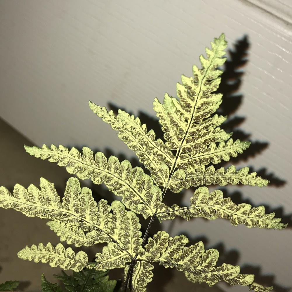 Photo of the leaves of Goldback Fern (Pentagramma triangularis) posted ...