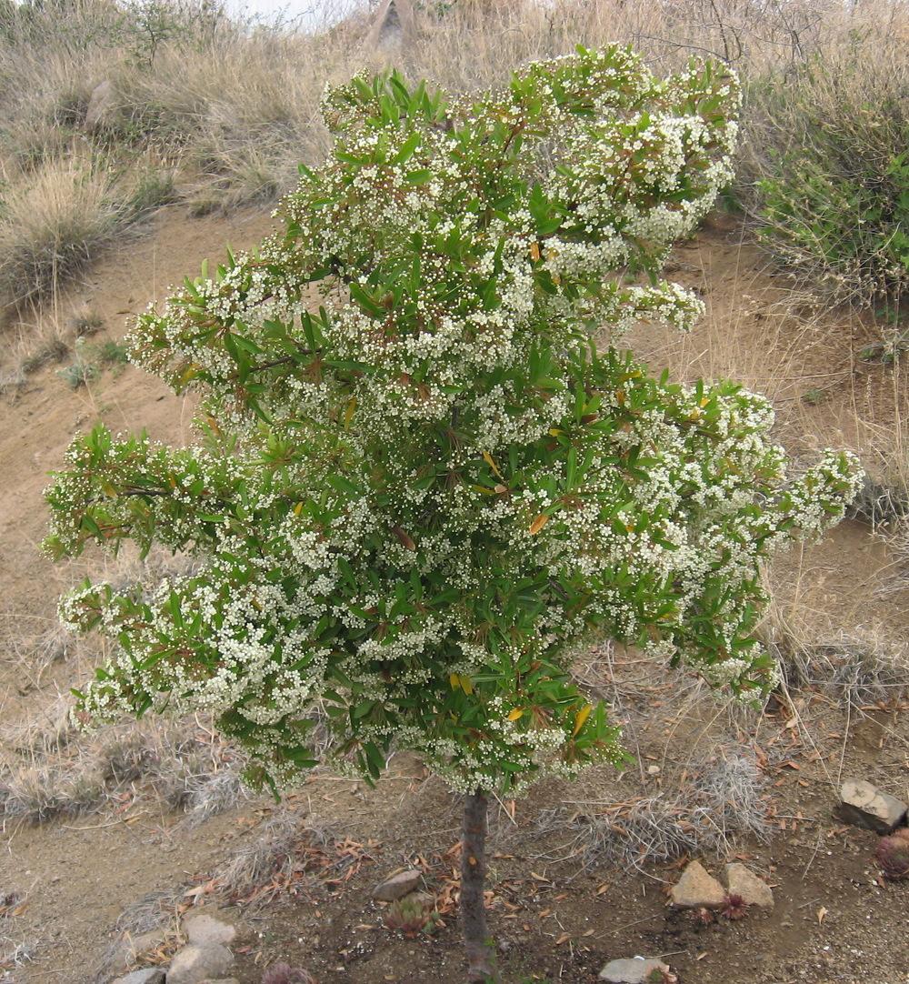 Firethorn (Pyracantha coccinea) - Garden.org
