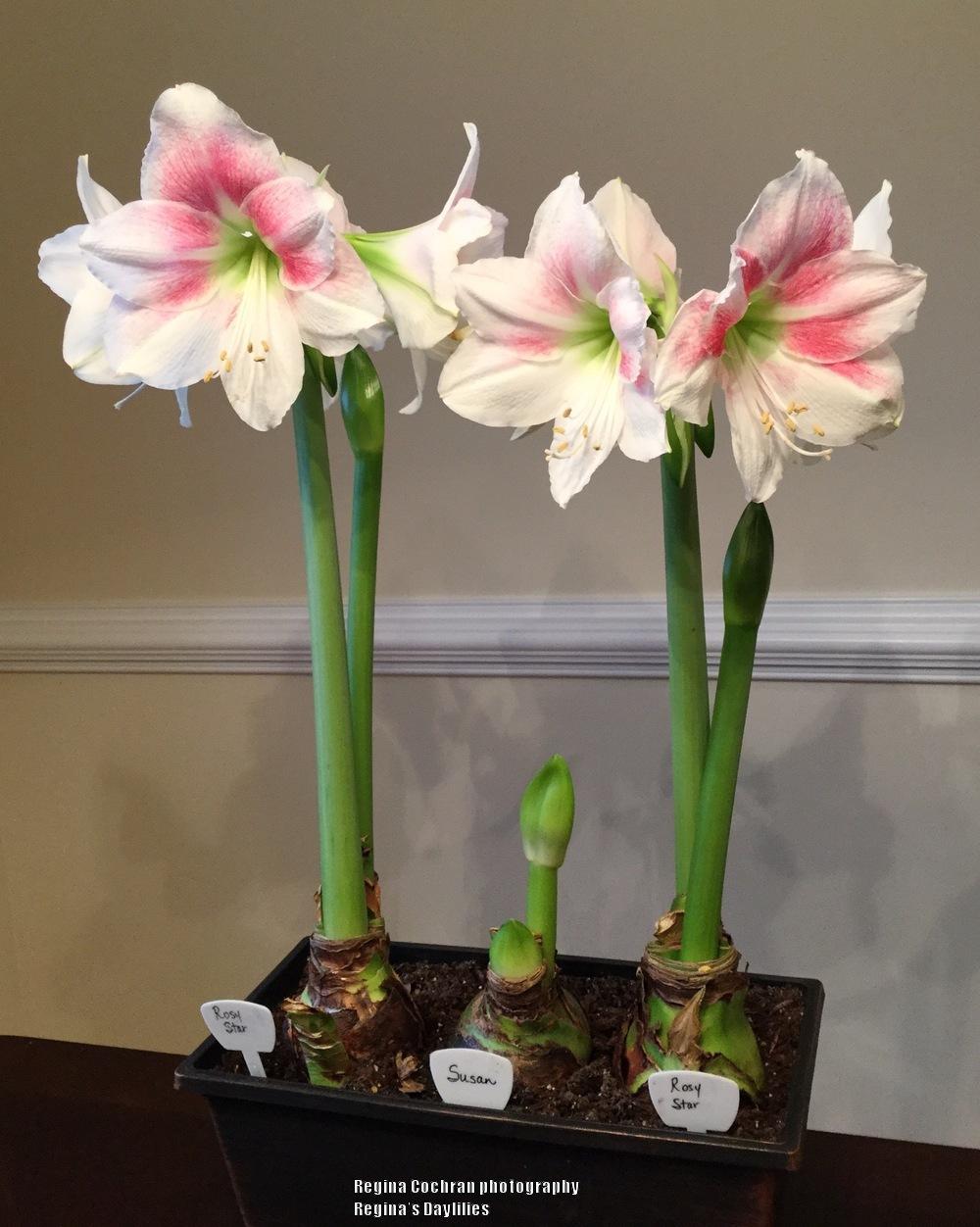 Amaryllis (Hippeastrum 'Rosy Star') in the Amaryllis Database - Garden.org