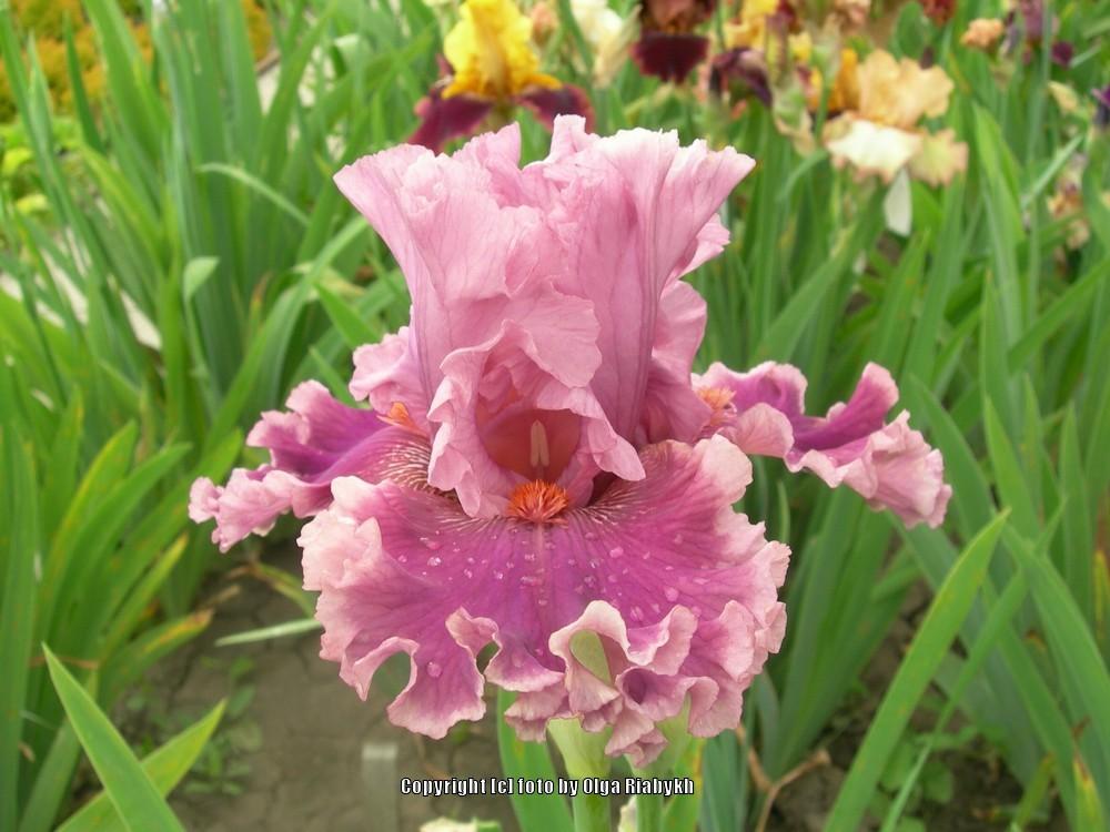 Tall Bearded Iris (Iris 'Labirint') in the Irises Database - Garden.org
