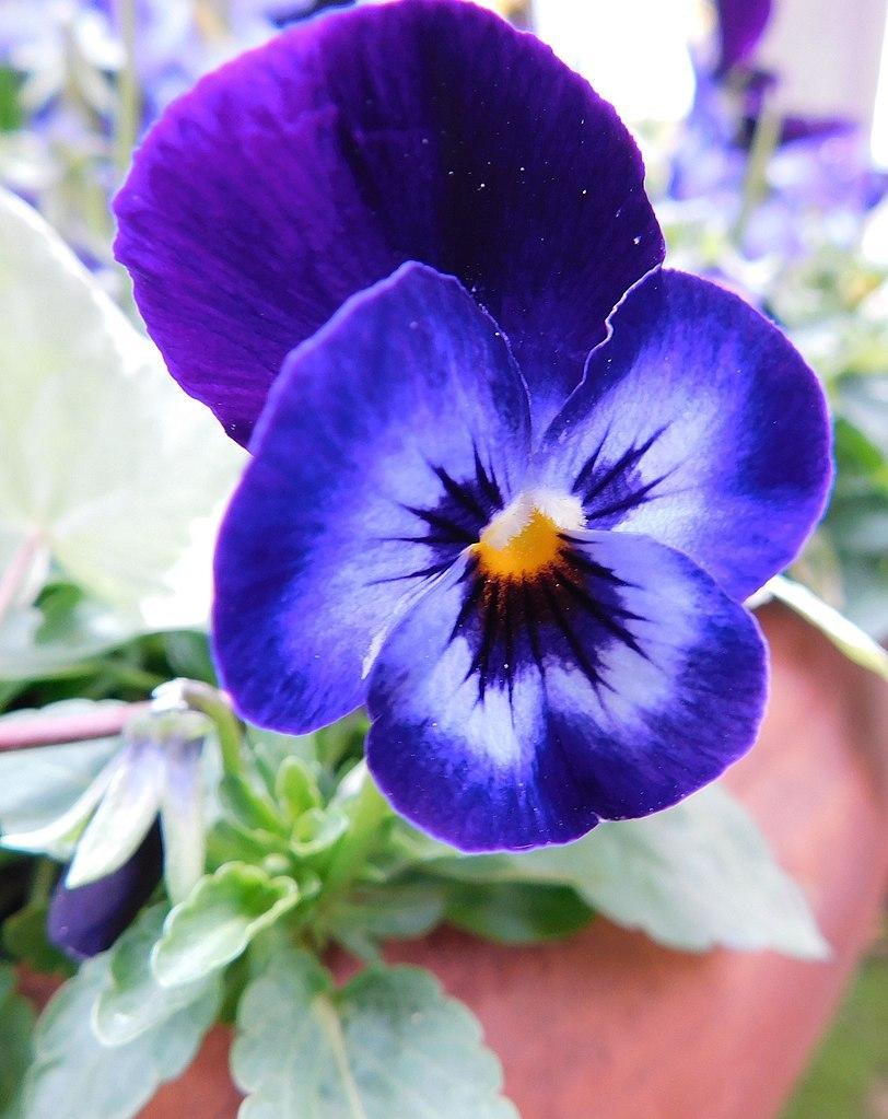 Viola (Viola cornuta Penny™ Denim Jump-Up) in the Violas Database ...