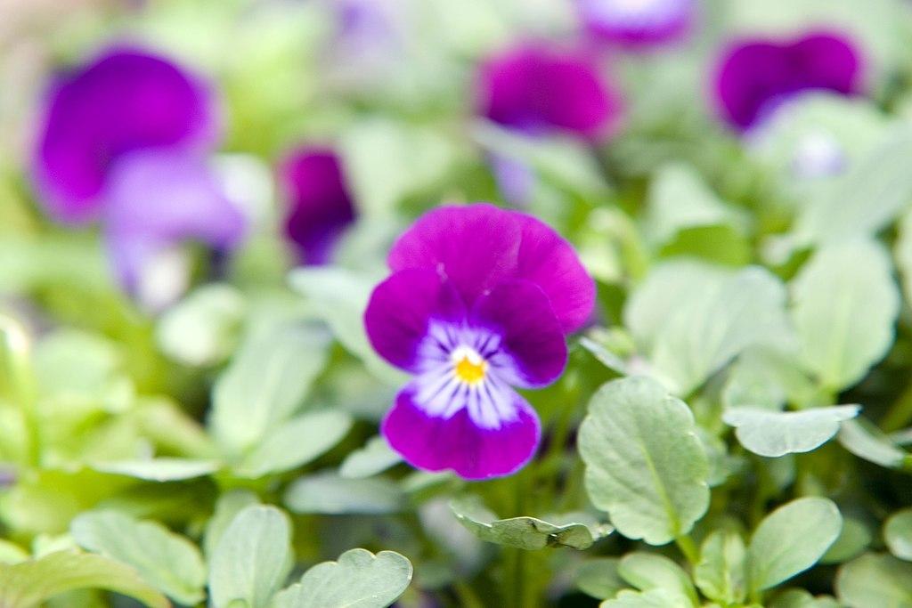 Violet (Viola Penny™ Violet Flare) in the Violas Database - Garden.org