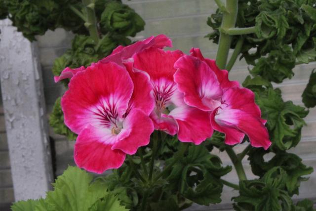 Pelargoniums: Plant Care and Collection of Varieties - Garden.org