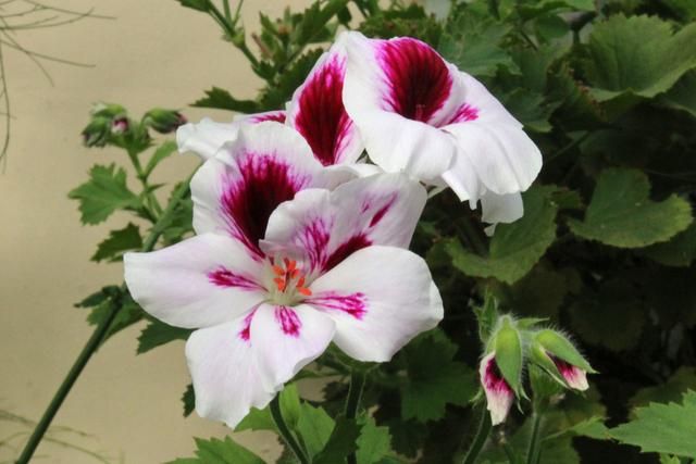 Pelargoniums: Plant Care and Collection of Varieties - Garden.org