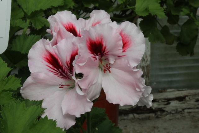 Photo of the bloom of Regal Geranium (Pelargonium Aristo® Petticoat ...