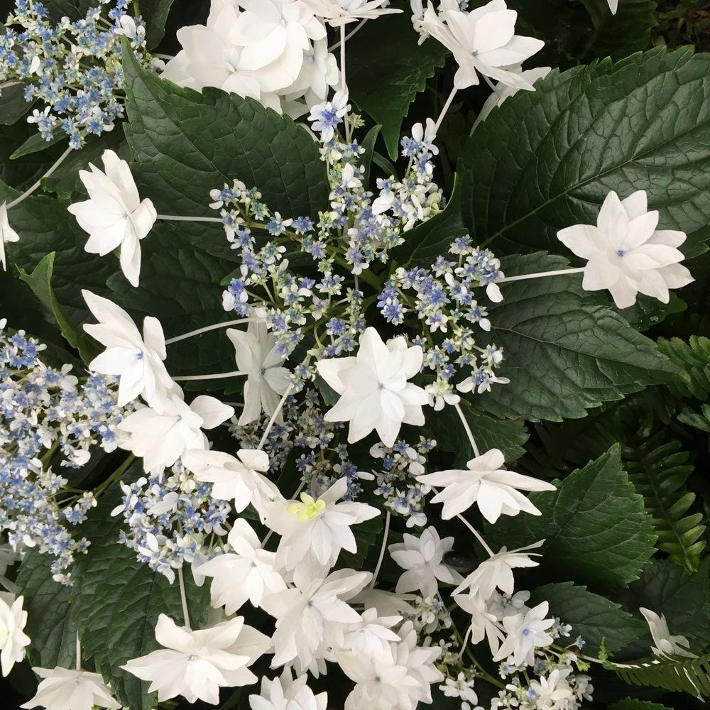Lacecap Hydrangea (Hydrangea macrophylla 'Hanabi') in the Hydrangeas ...