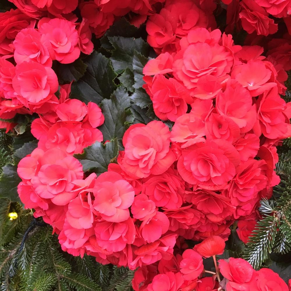 Begonia (Begonia x hiemalis 'Barkos') in the Begonias Database - Garden.org