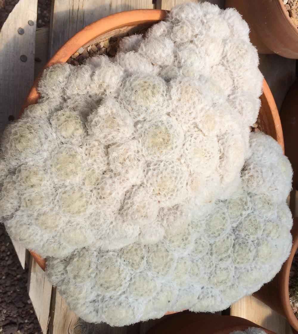 Photo of the entire plant of Feather Cactus (Mammillaria plumosa ...