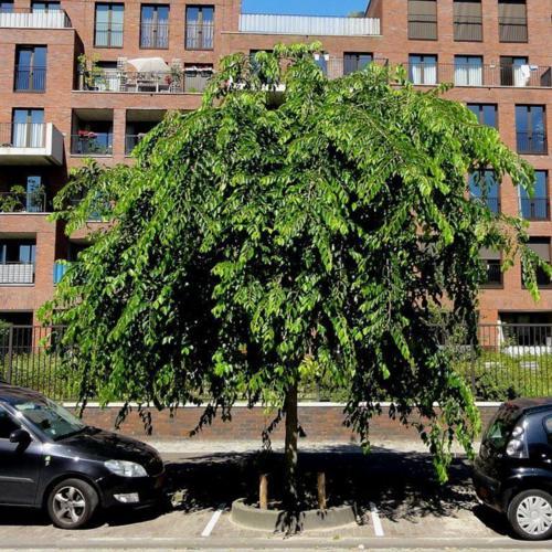 Elm (Ulmus 'Cathedral') - Garden.org