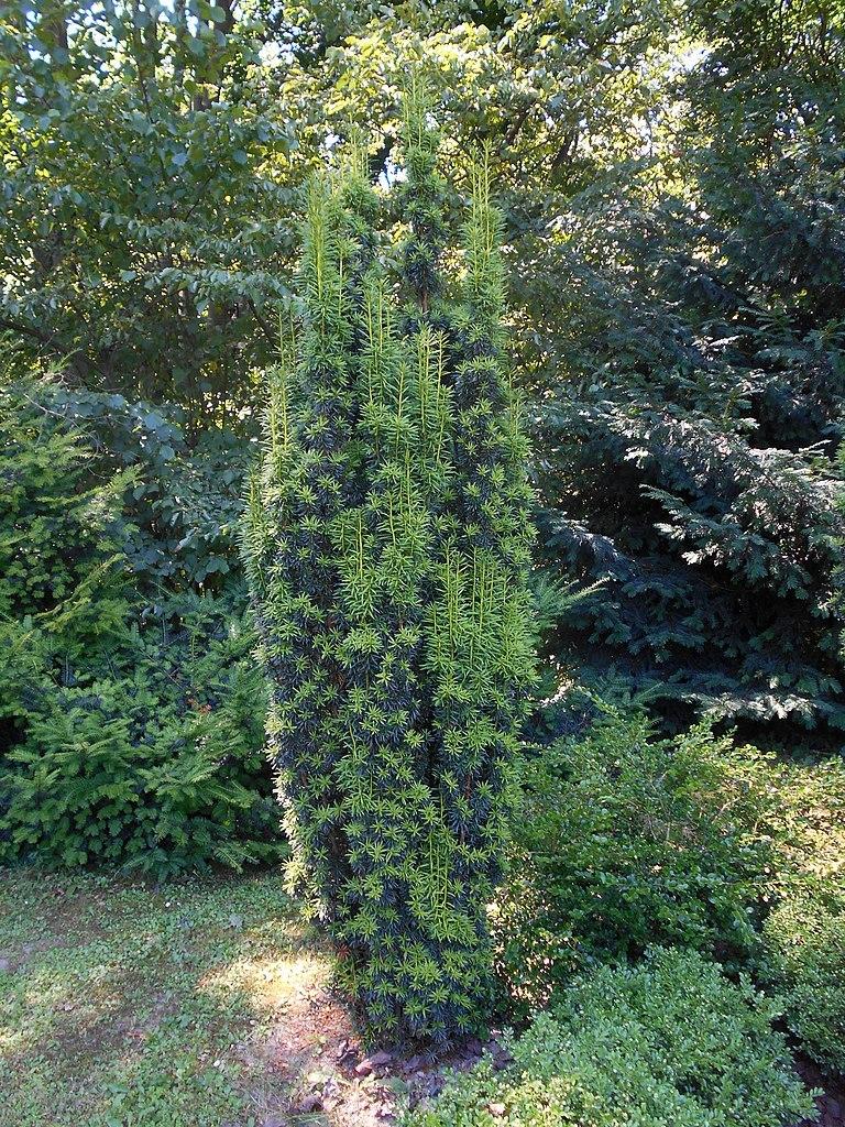 English Yew (Taxus baccata 'Fastigiata Variegata') - Garden.org