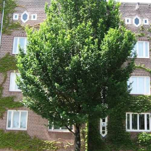 Elm (Ulmus 'Clusius') - Garden.org