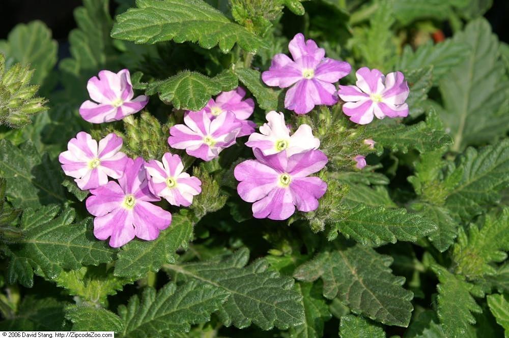 Verbena (Verbena x hybrida Lanai® Lavender Star) - Garden.org
