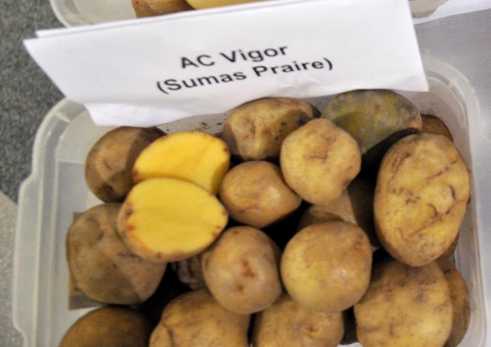 Potato (Solanum tuberosum 'AC Vigor') in the Potatoes Database - Garden.org