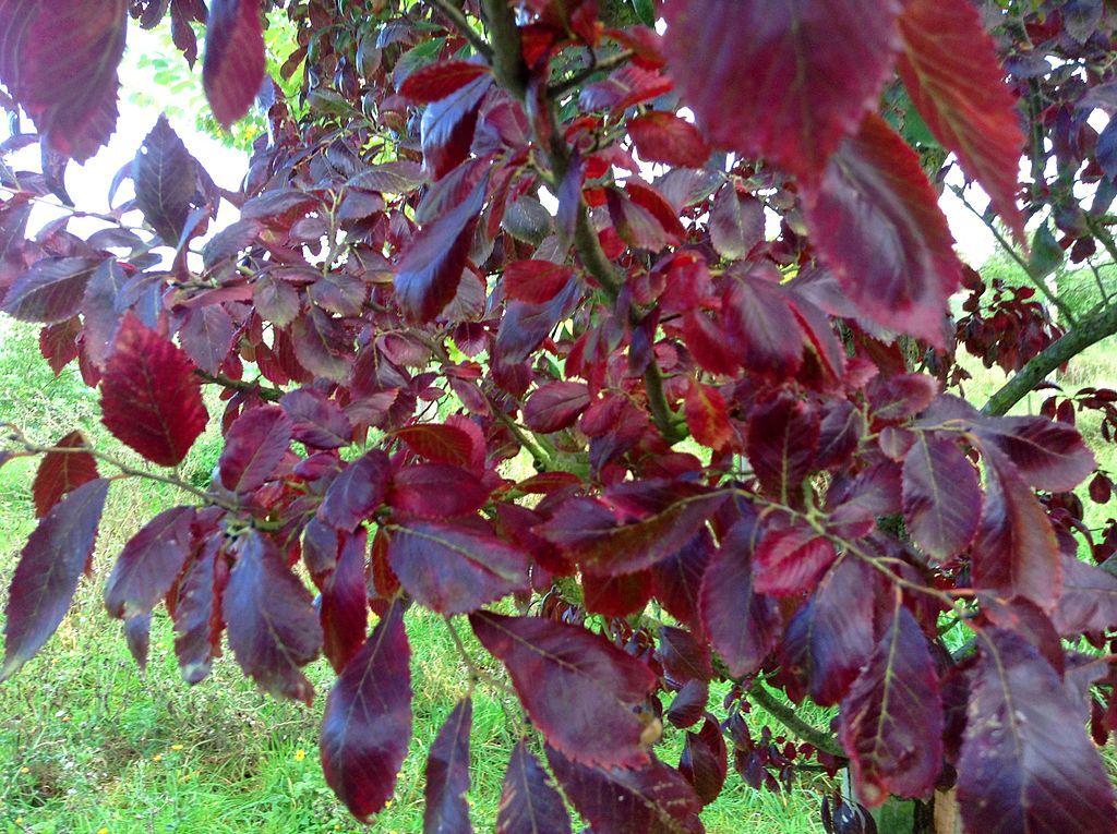 Photo of the fall color of Hybrid Elm (Ulmus 'Frontier') posted by ...