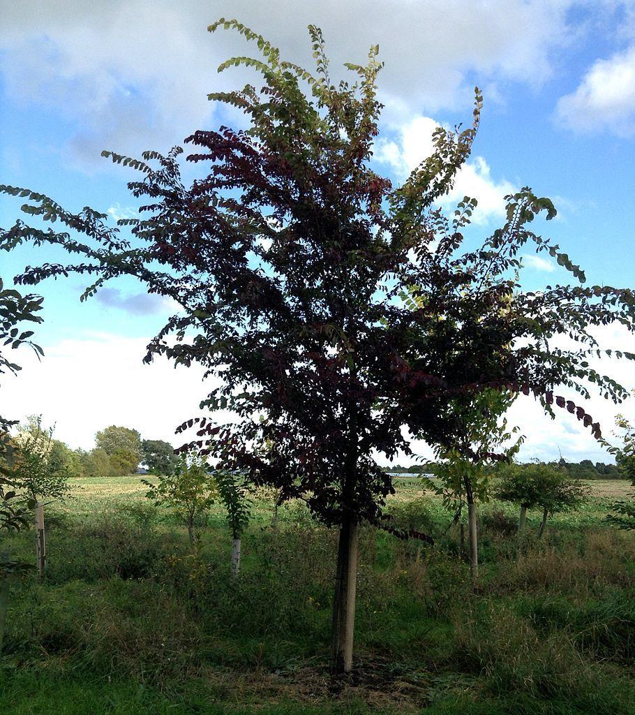 Hybrid Elm (Ulmus 'Frontier') - Garden.org