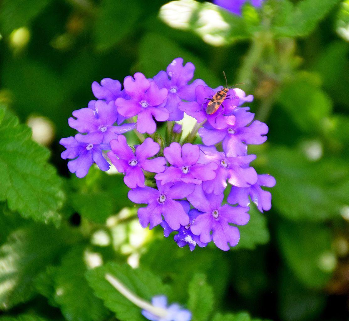 Verbena (Verbena peruviana EnduraScape™ Blue) - Garden.org