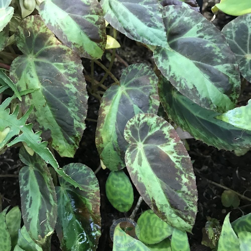 Begonia (Begonia burkillii) in the Begonias Database - Garden.org