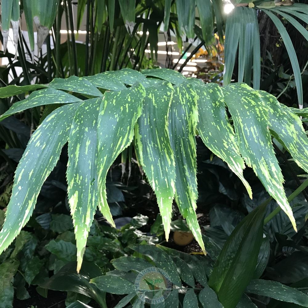 Cycad (Zamia variegata) - Garden.org