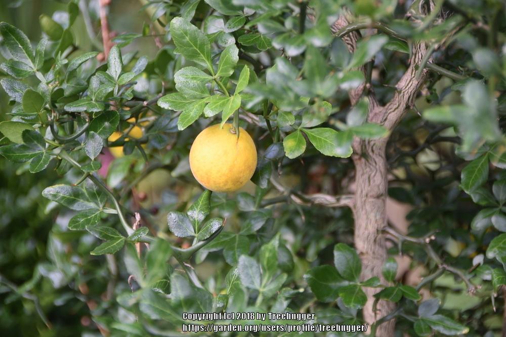 Citrus Fruits: Plant Care and Collection of Varieties - Garden.org