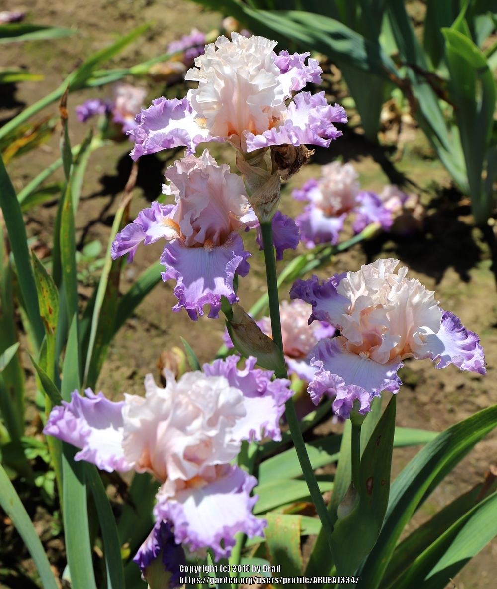 Photo of the bloom of Tall Bearded Iris (Iris 'Woman's Love') posted by ...