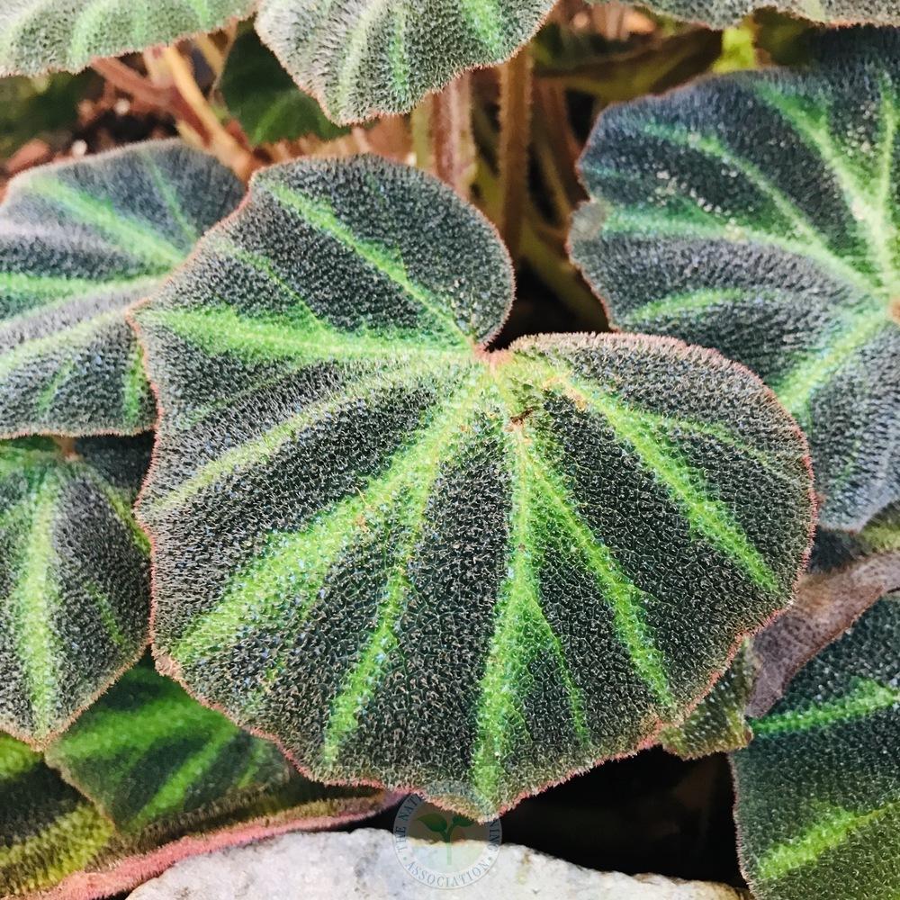 Photo of the leaves of Rhizomatous Begonia (Begonia soli-mutata) posted ...