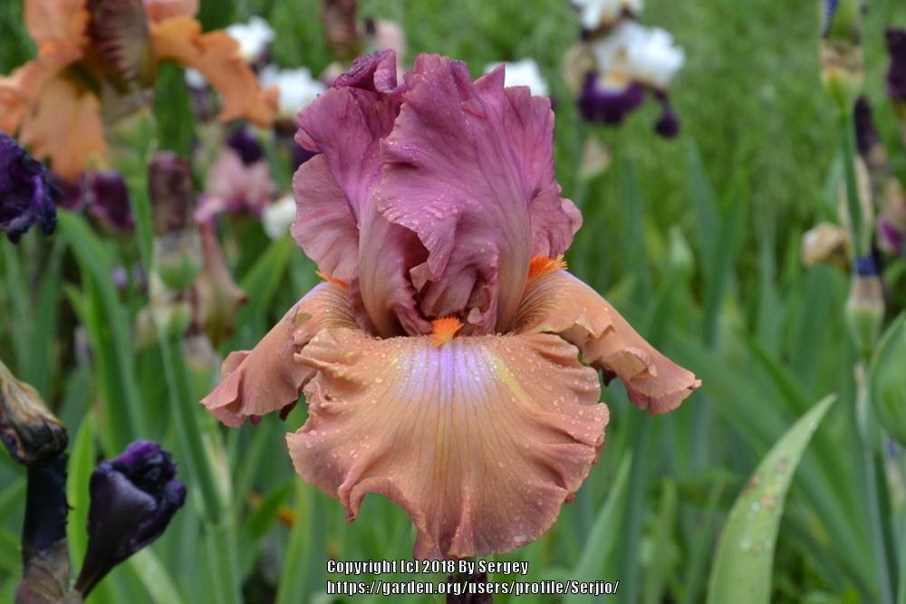 Tall Bearded Iris (Iris 'Beach Dance') in the Irises Database - Garden.org
