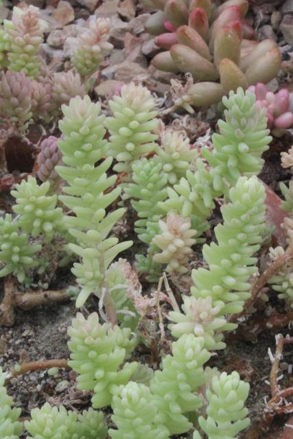 Sedums: Plant Care and Collection of Varieties - Garden.org