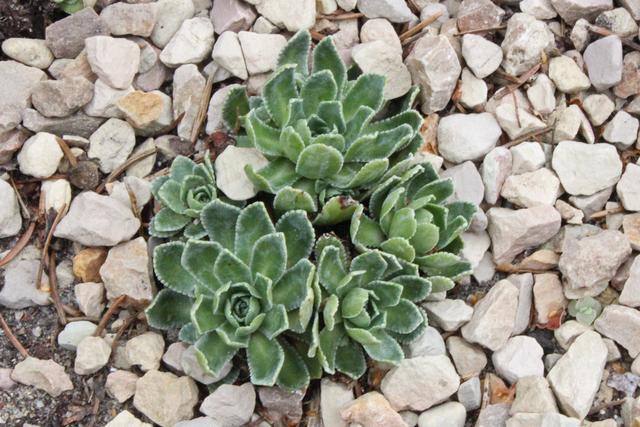 Silver Saxifrage (Saxifraga paniculata) - Garden.org