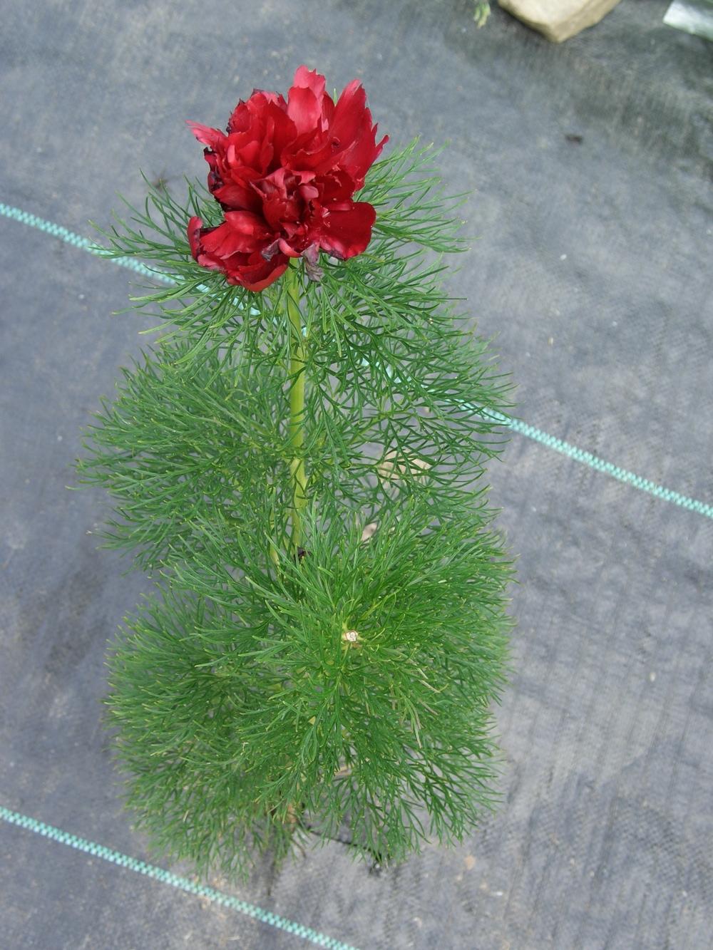 Earliest Bloomer This Spring in the Peonies forum - Garden.org