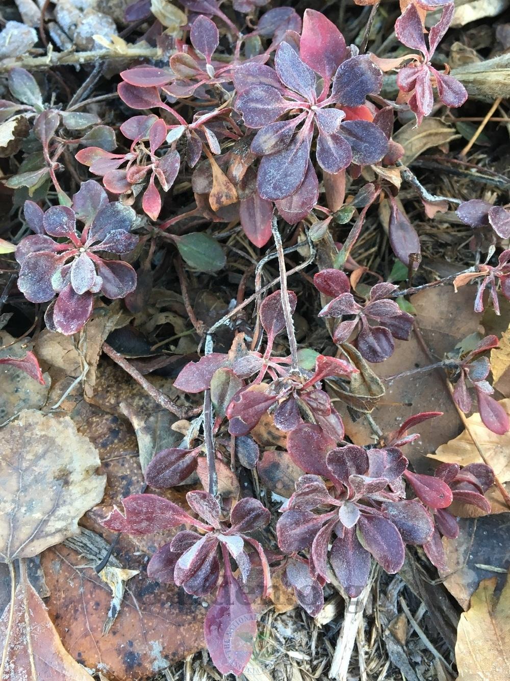Photo of the winter interest of Sulfur Flower (Eriogonum umbellatum ...