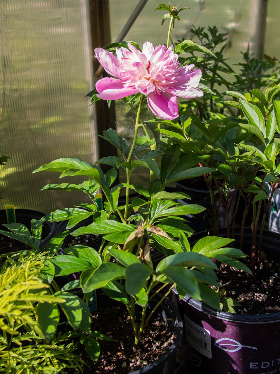 Peony Barbara Barbara Barbara in the Peonies forum - Garden.org